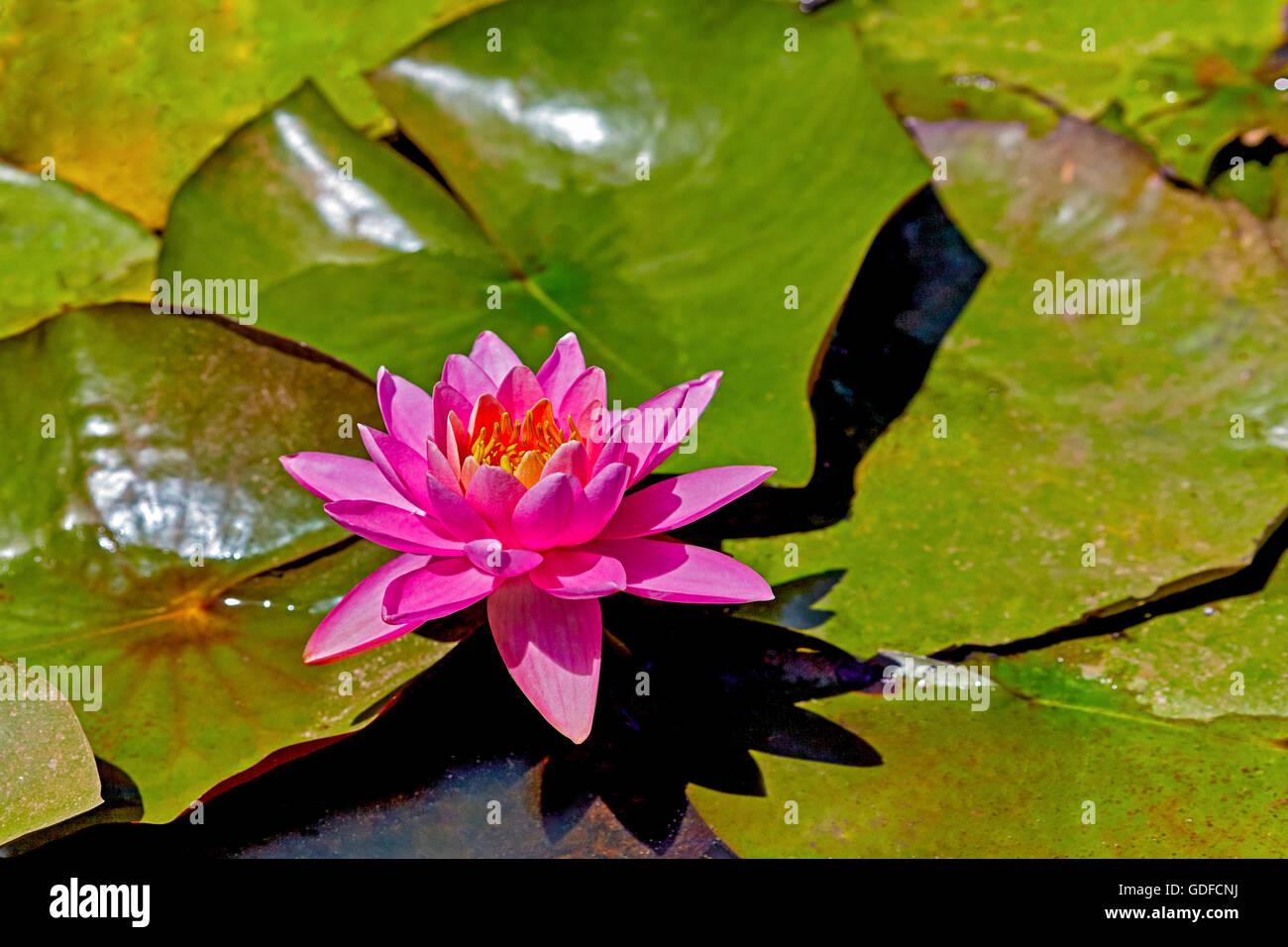 Pink water lily in a marsh with lily pads Stock Photo - Alamy