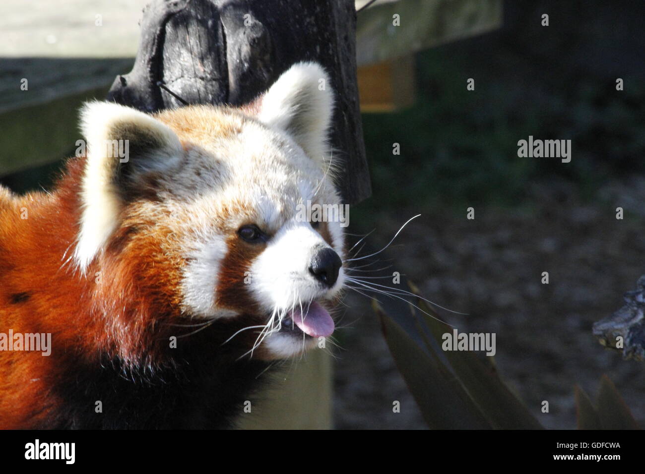Red panda tongue hi-res stock photography and images - Alamy