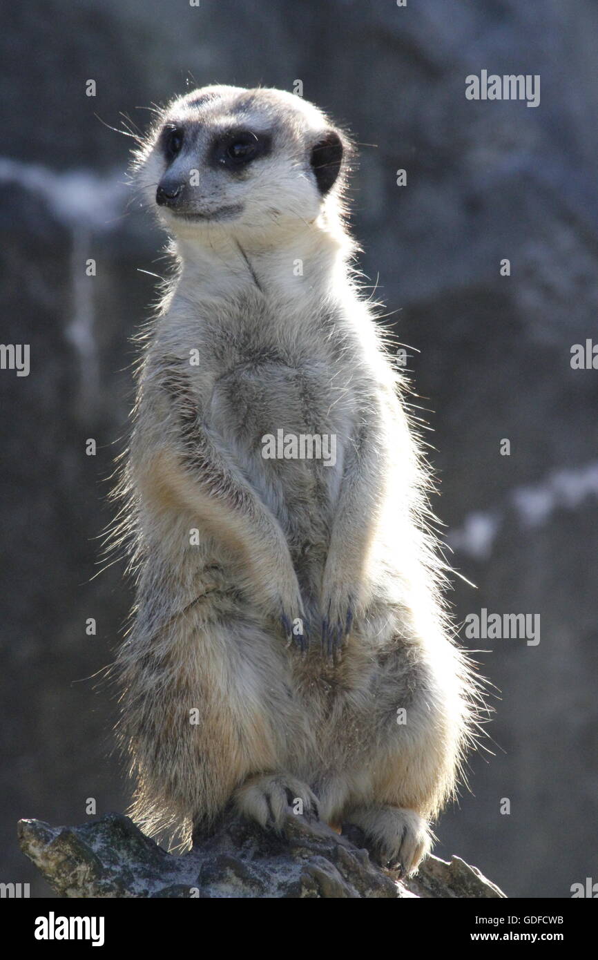 Meerkat sitting in a pose on a rock Stock Photo - Alamy