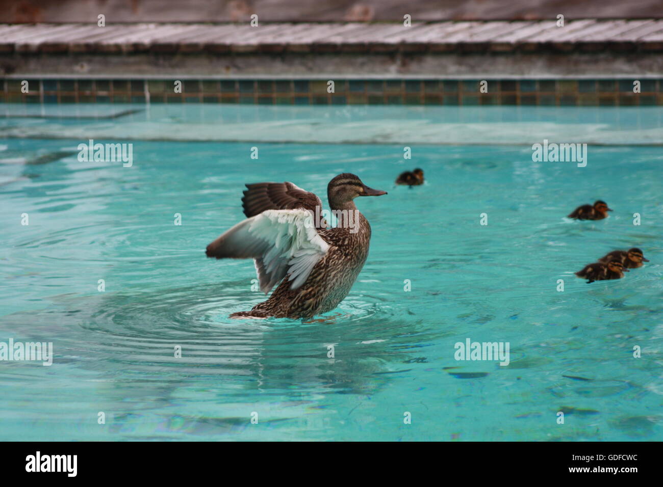 Grey ducklings hi-res stock photography and images - Alamy