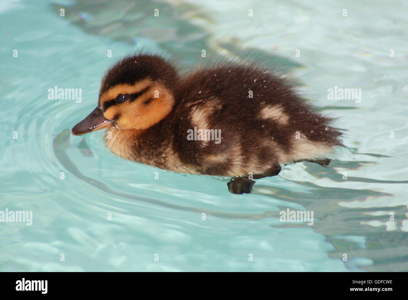 Downy Duck High Resolution Stock Photography and Images - Alamy