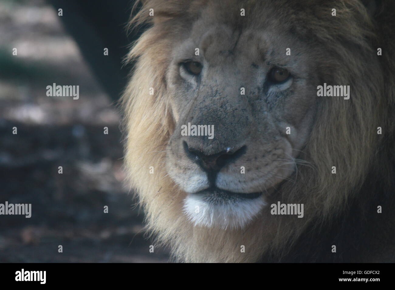 Smiling lion hi-res stock photography and images - Alamy