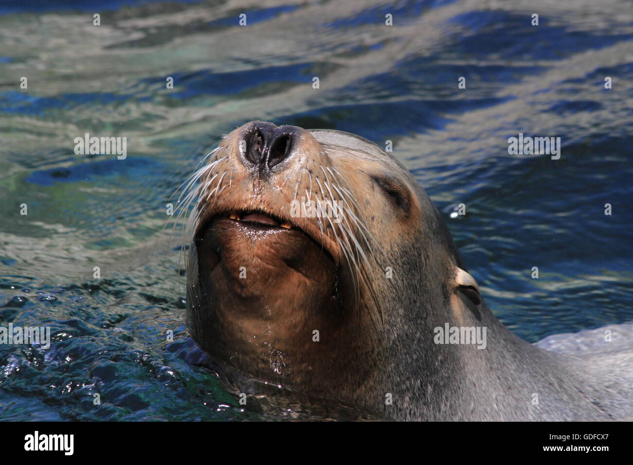 Smiling sea lion hi-res stock photography and images - Alamy