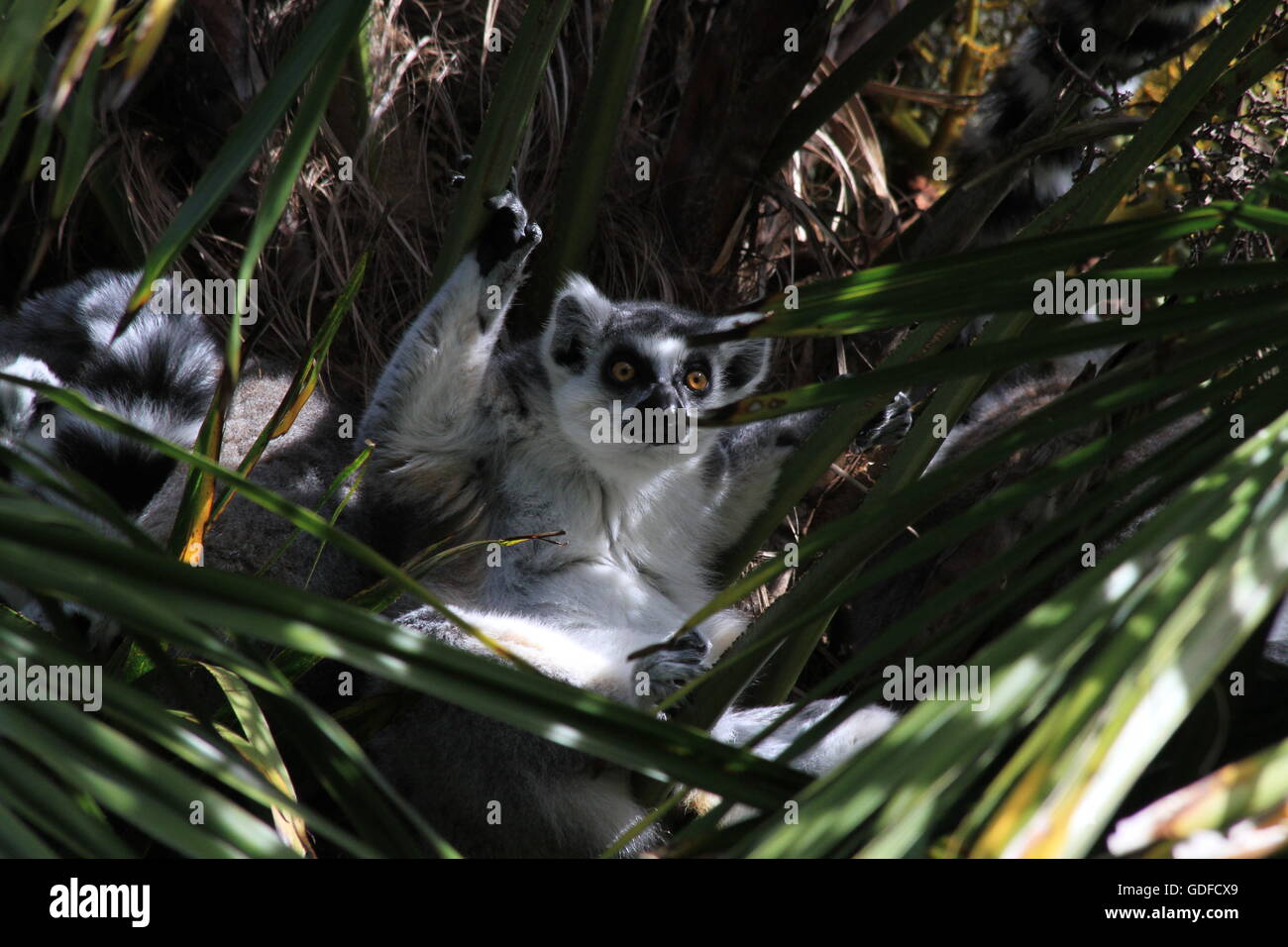 Lemur tree hi-res stock photography and images - Alamy