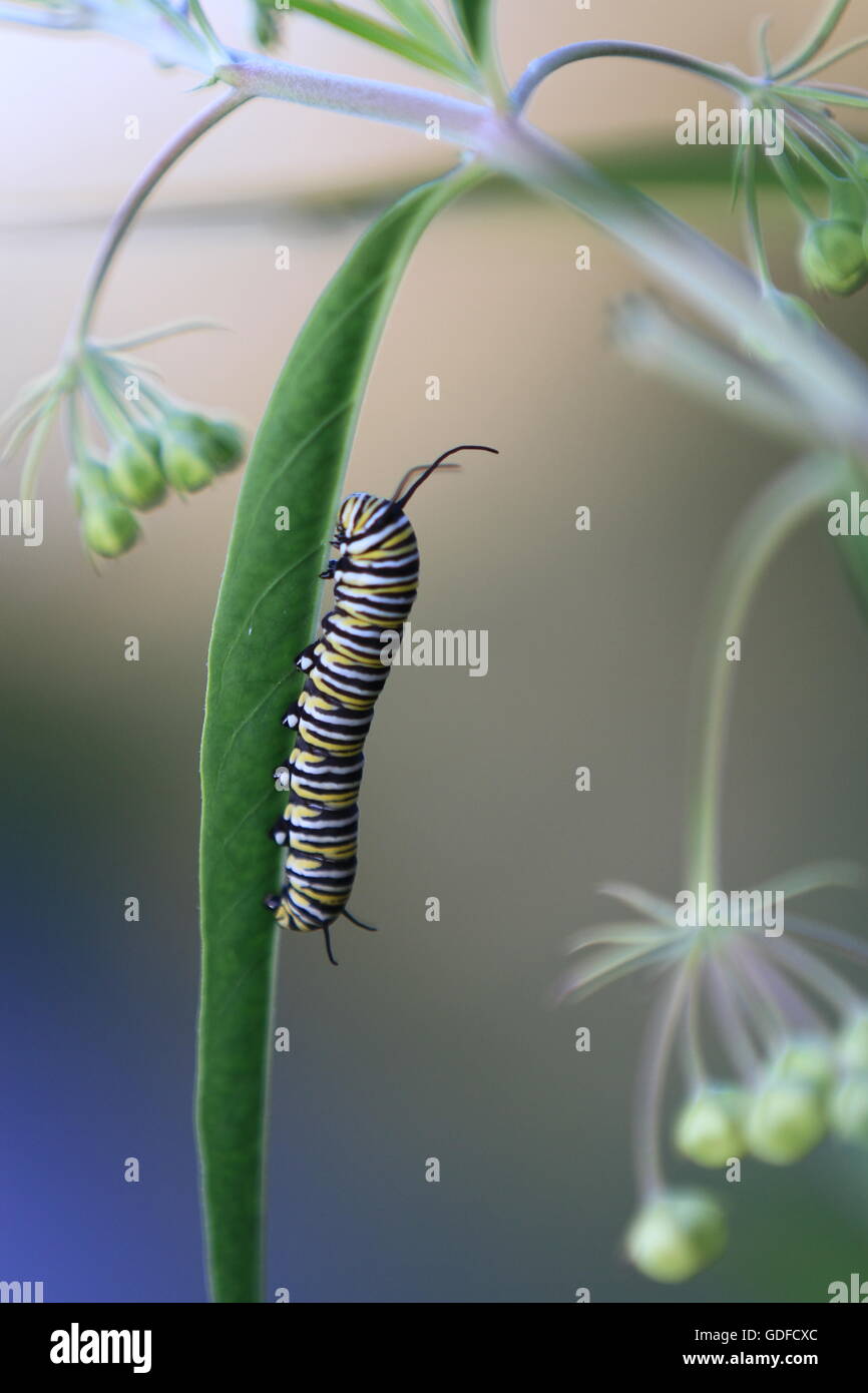 A monarch butterfly and its caterpillar stage, captured in delicate ...