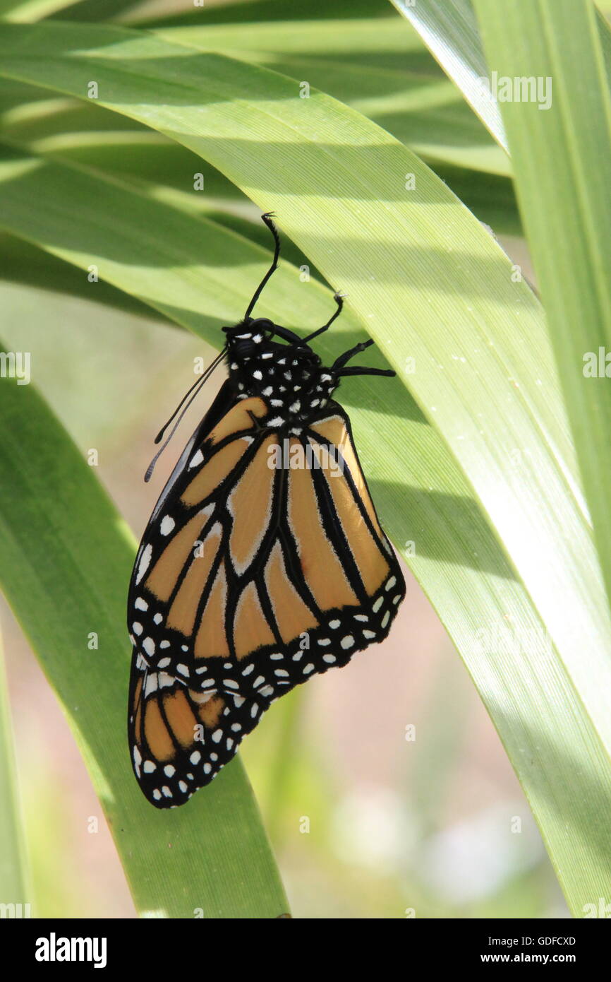 Monarch butterfly chrysalis hi-res stock photography and images - Alamy