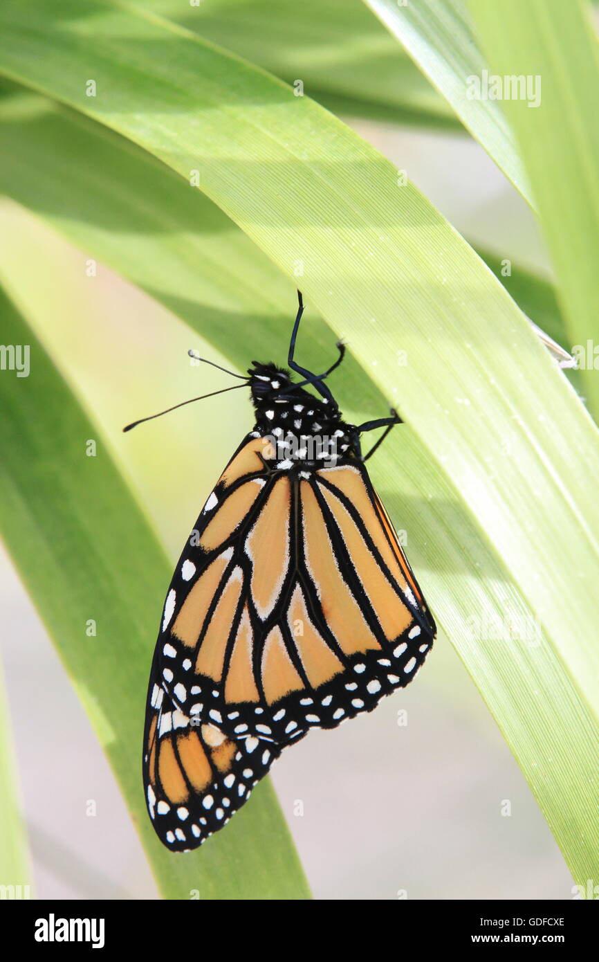 Monarch butterfly hatching cocoon hi-res stock photography and images ...