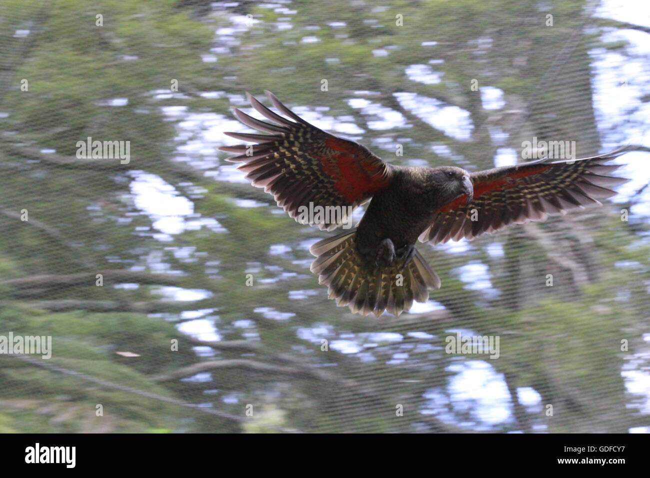 Kea Flying High Resolution Stock Photography and Images - Alamy