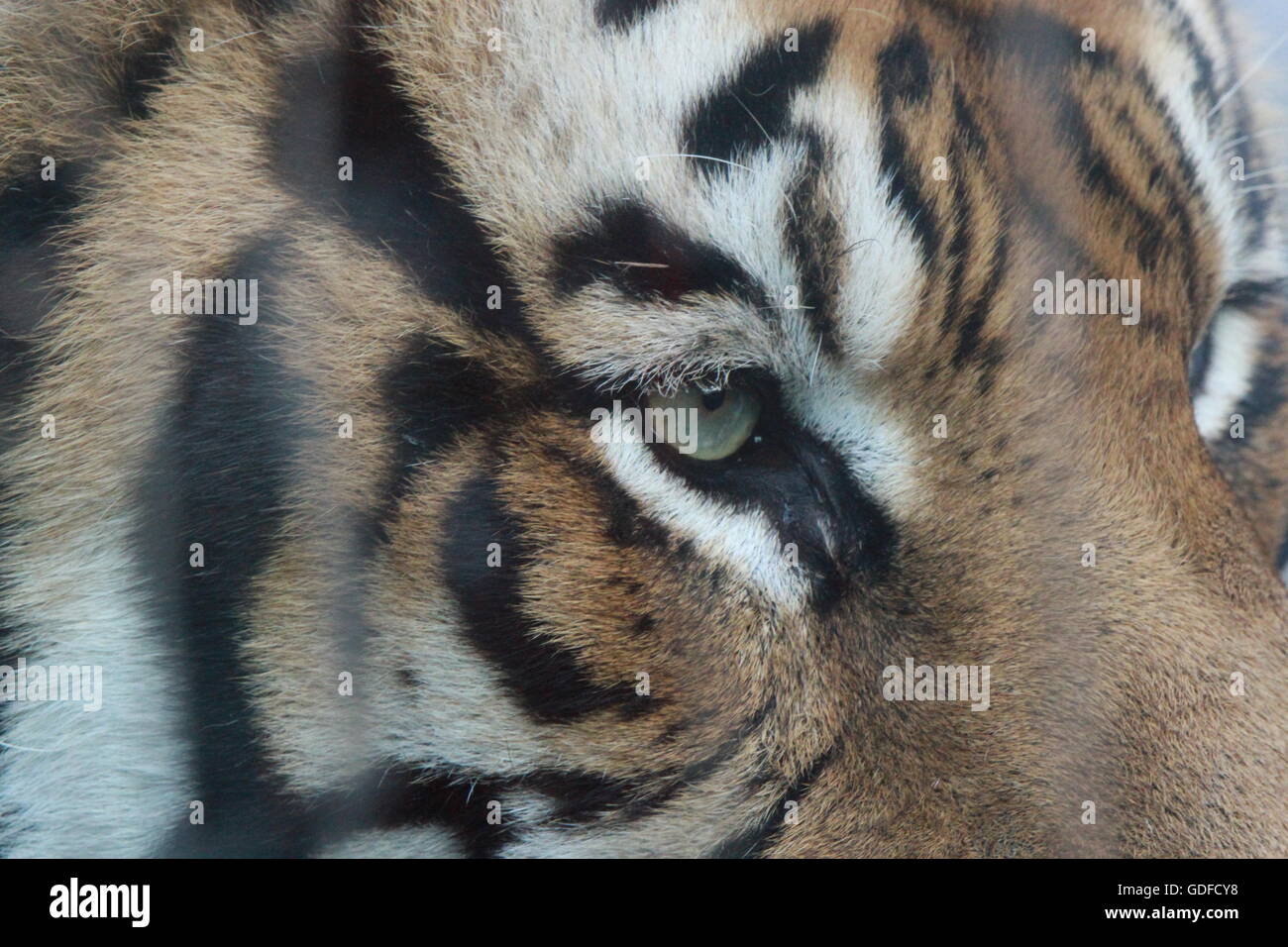 Tiger eyes close up hi-res stock photography and images - Alamy