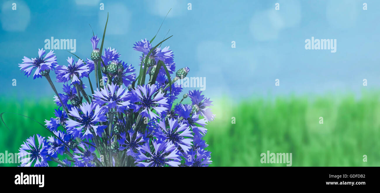 blue background with cornflower Stock Photo - Alamy
