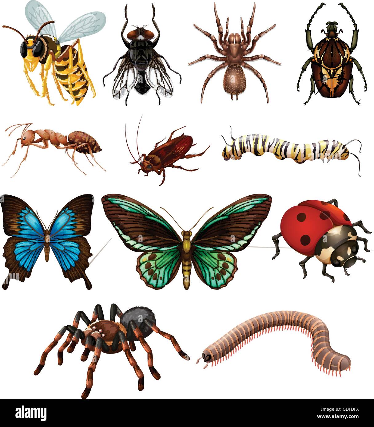 Animals bugs insects collection hi-res stock photography and images - Alamy