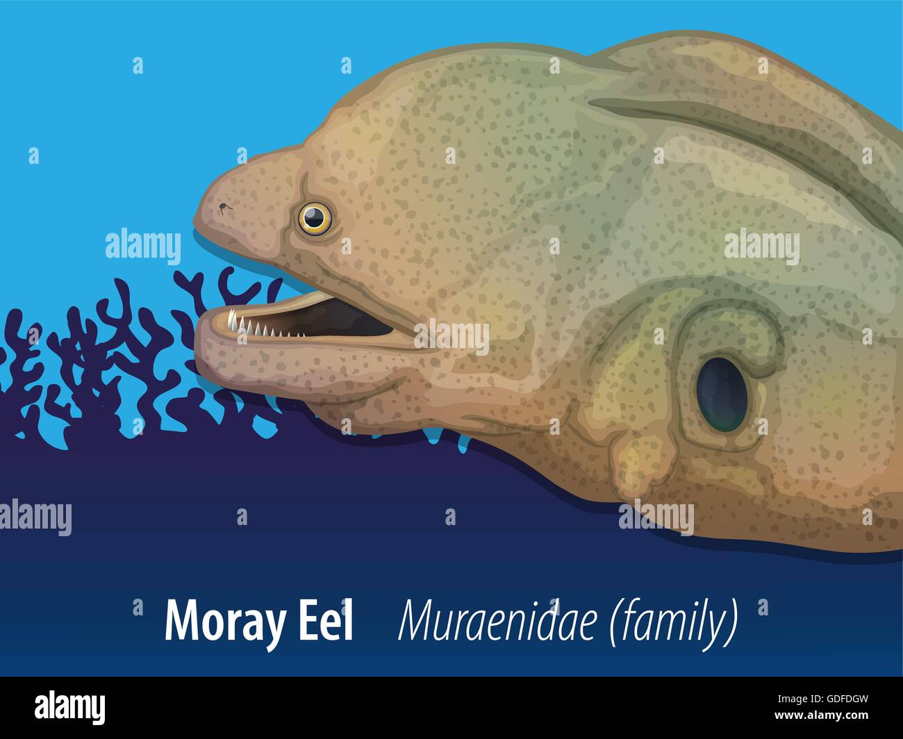 Moray eel swimming in the sea illustration Stock Vector Image & Art - Alamy