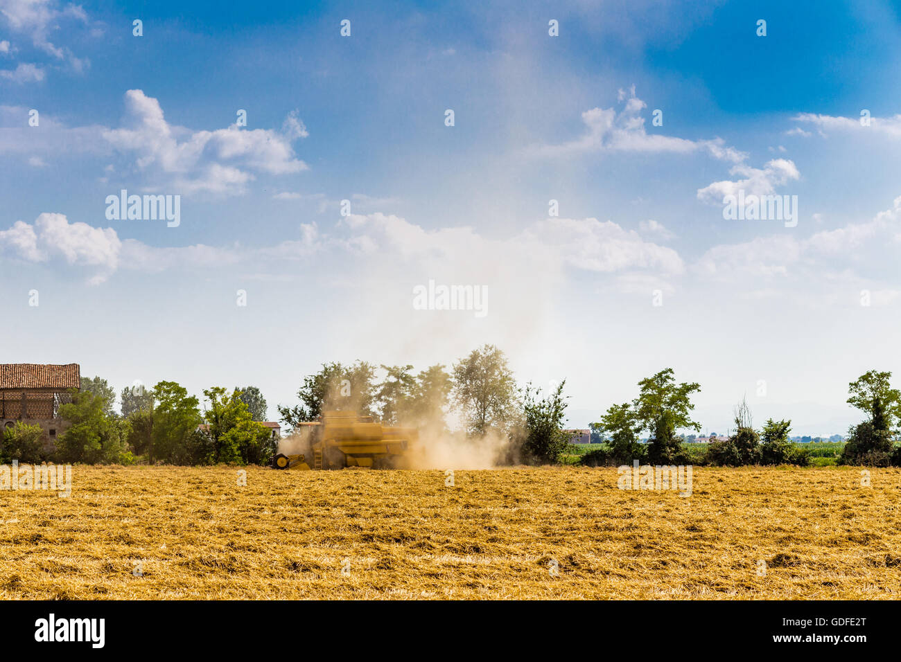 threshing machine in action in a field of wheat makes the harvest on a ...