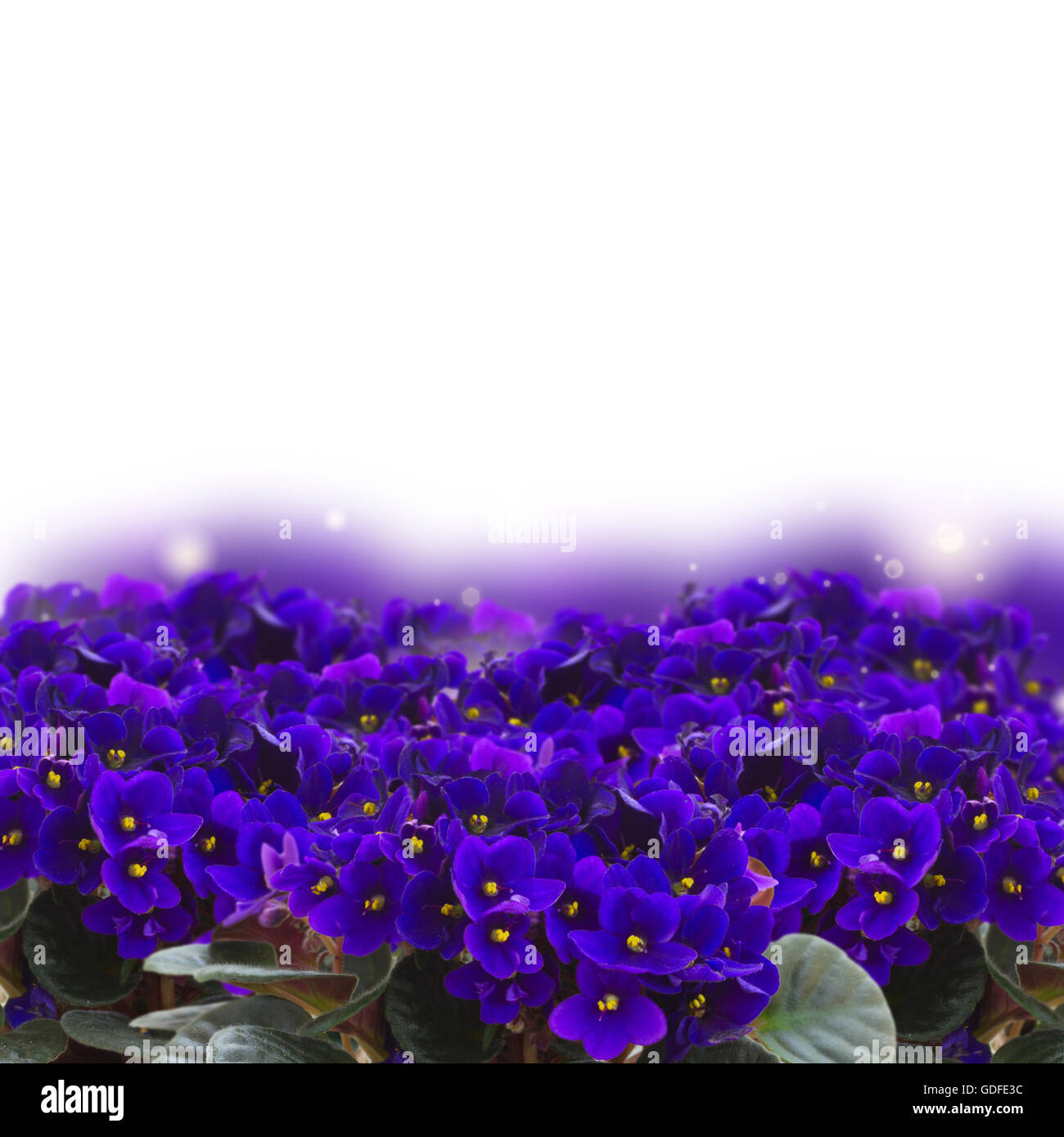 Posy of violets, pansies and ranunculus Stock Photo - Alamy