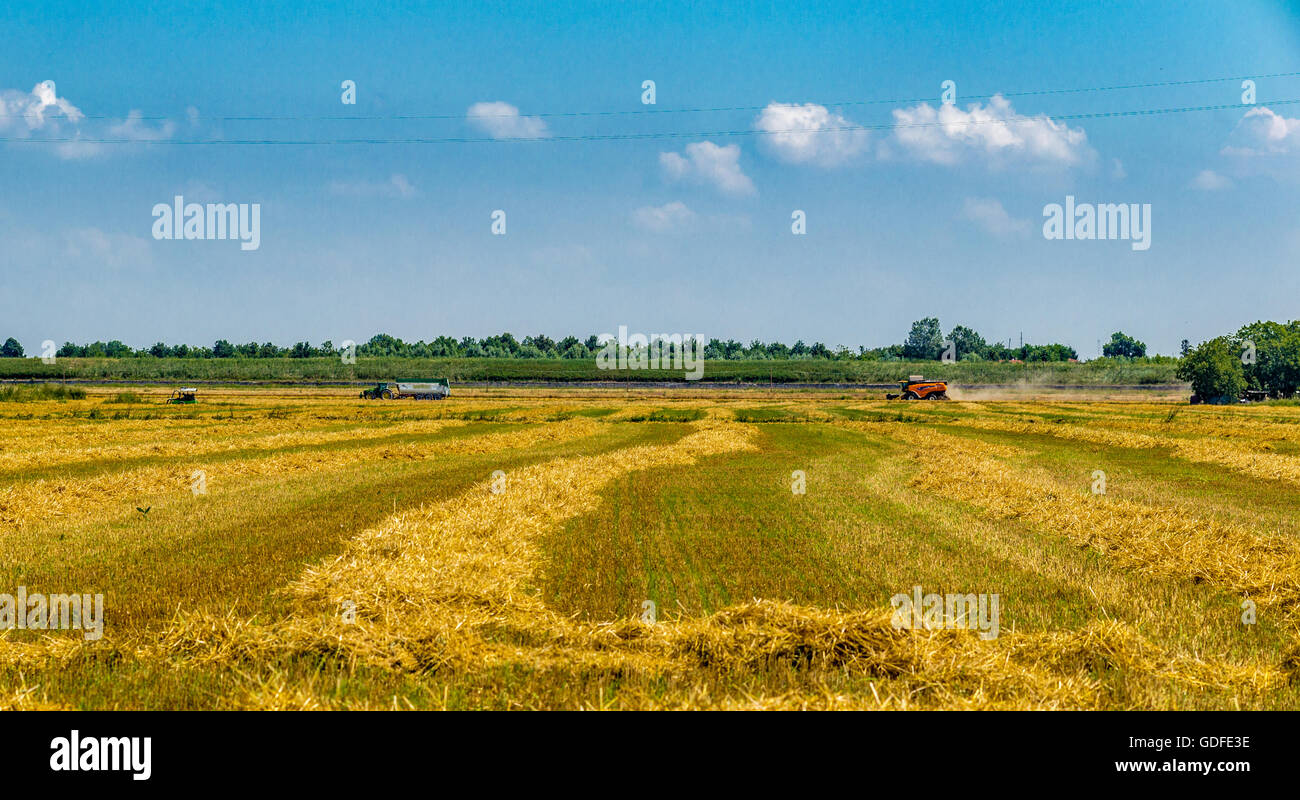 threshing machine in action in a field of wheat makes the harvest on a ...