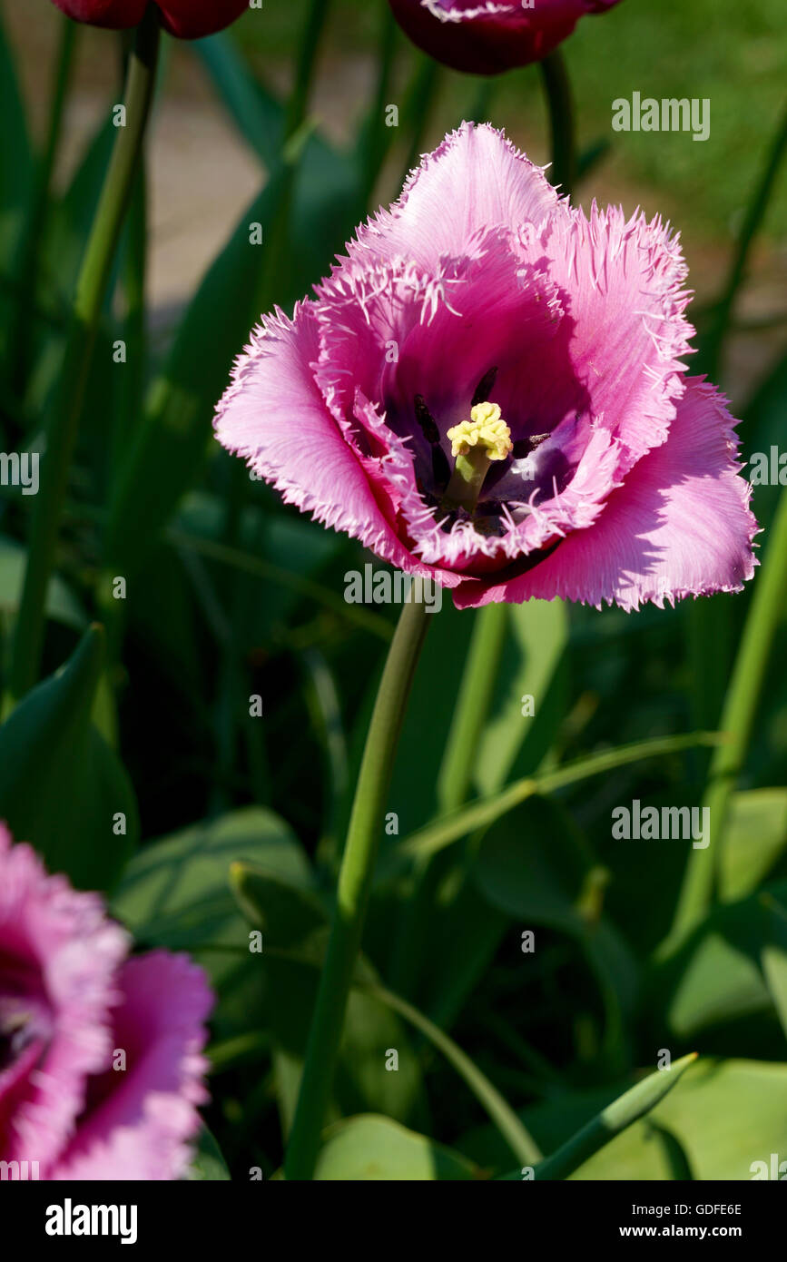 Tulip fringe flower hi-res stock photography and images - Alamy