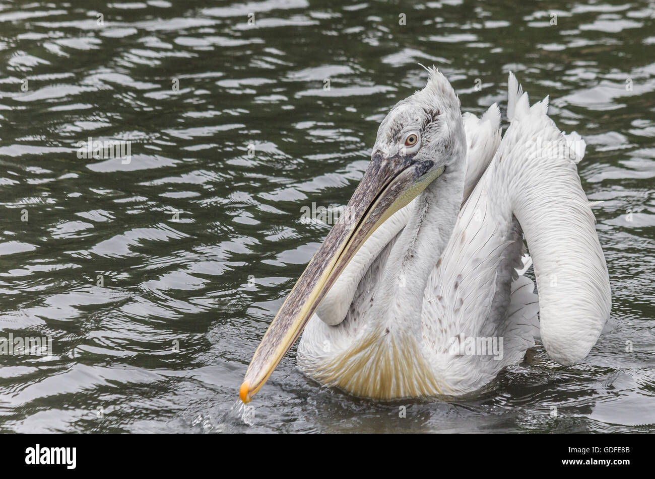 A white pelican floating on the water Stock Photo - Alamy