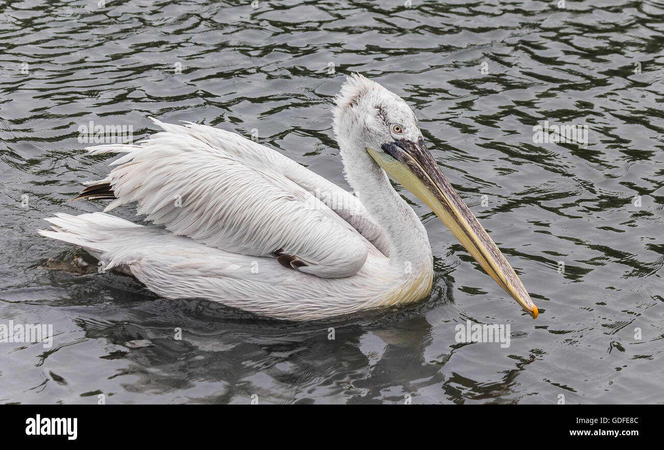 A white pelican floating on the water Stock Photo - Alamy