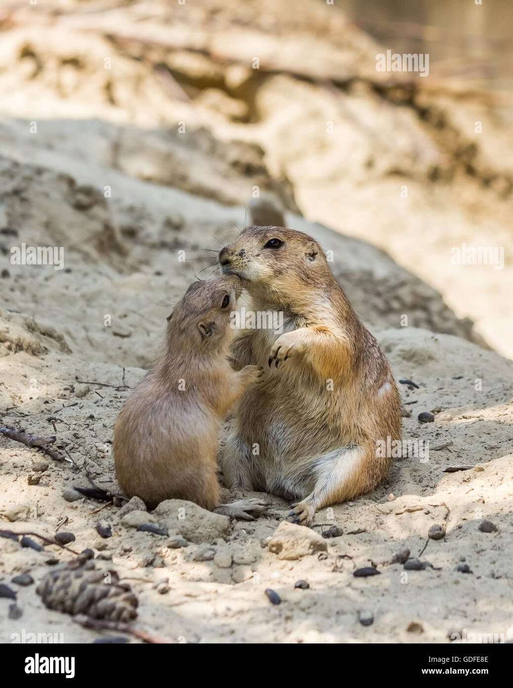 Why Do Prairie Dogs Kiss