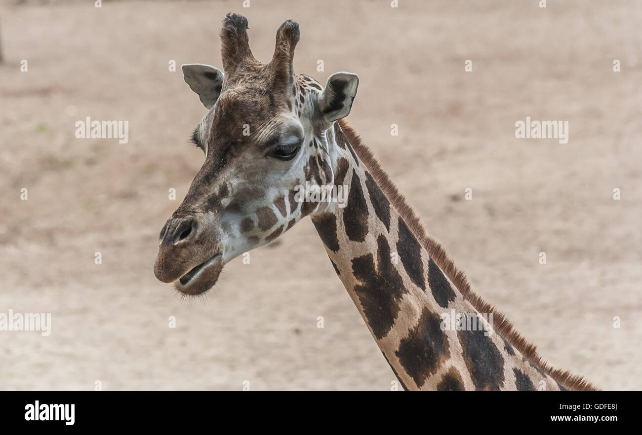 Close up portrait of a giraffe head Stock Photo - Alamy