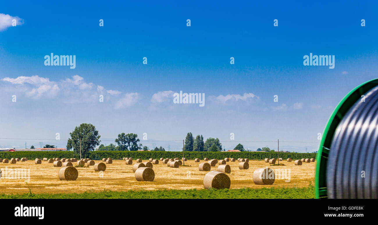 round hay bales in a harvested field with irrigation pipes in the ...