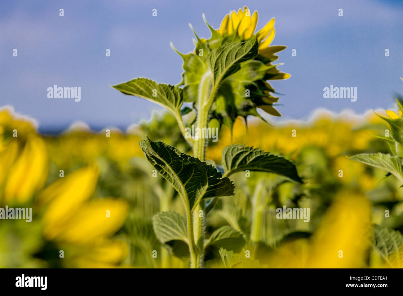 Close up of leave of sunflower conveys a sense of sadness and ...