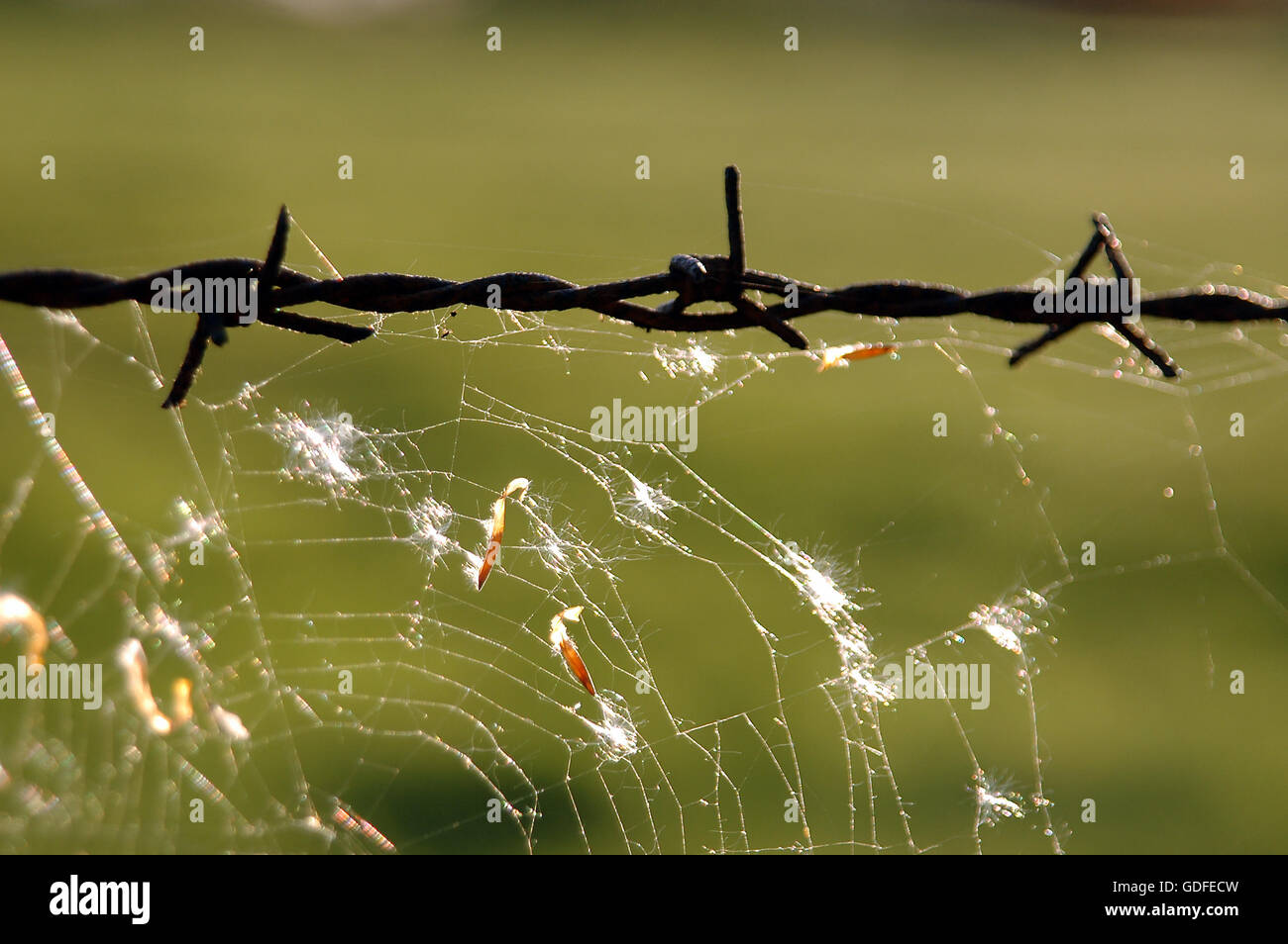 Cobweb hi-res stock photography and images - Alamy