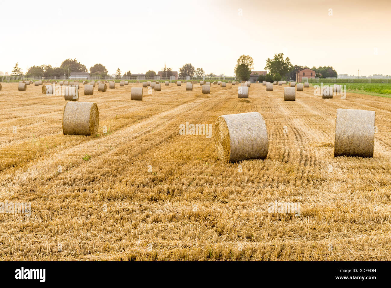 field with hay bales Stock Photo - Alamy