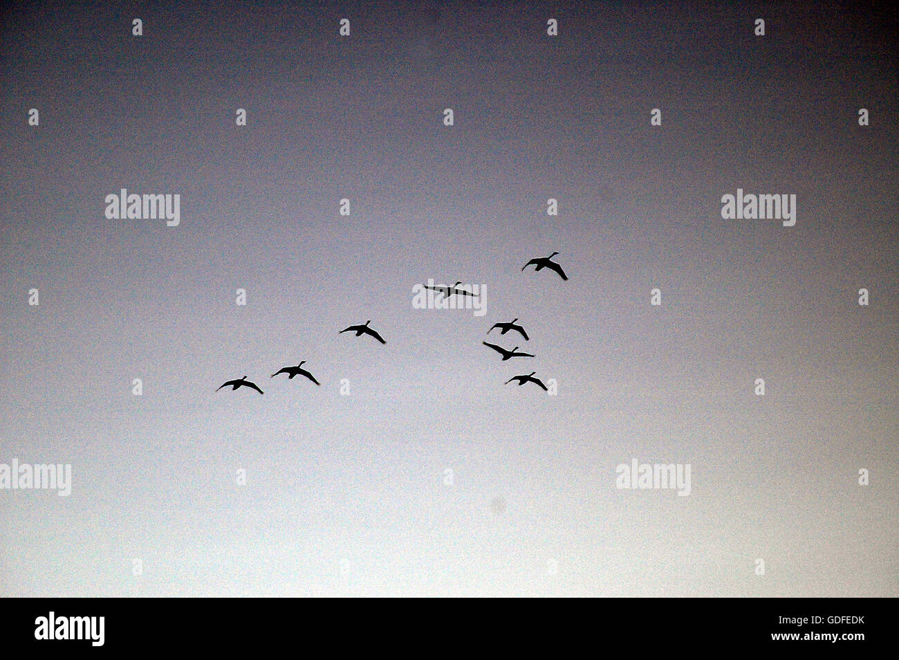 Birds flying in V formation Stock Photo - Alamy