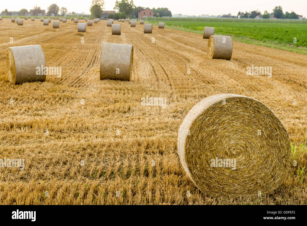 field with hay bales Stock Photo - Alamy