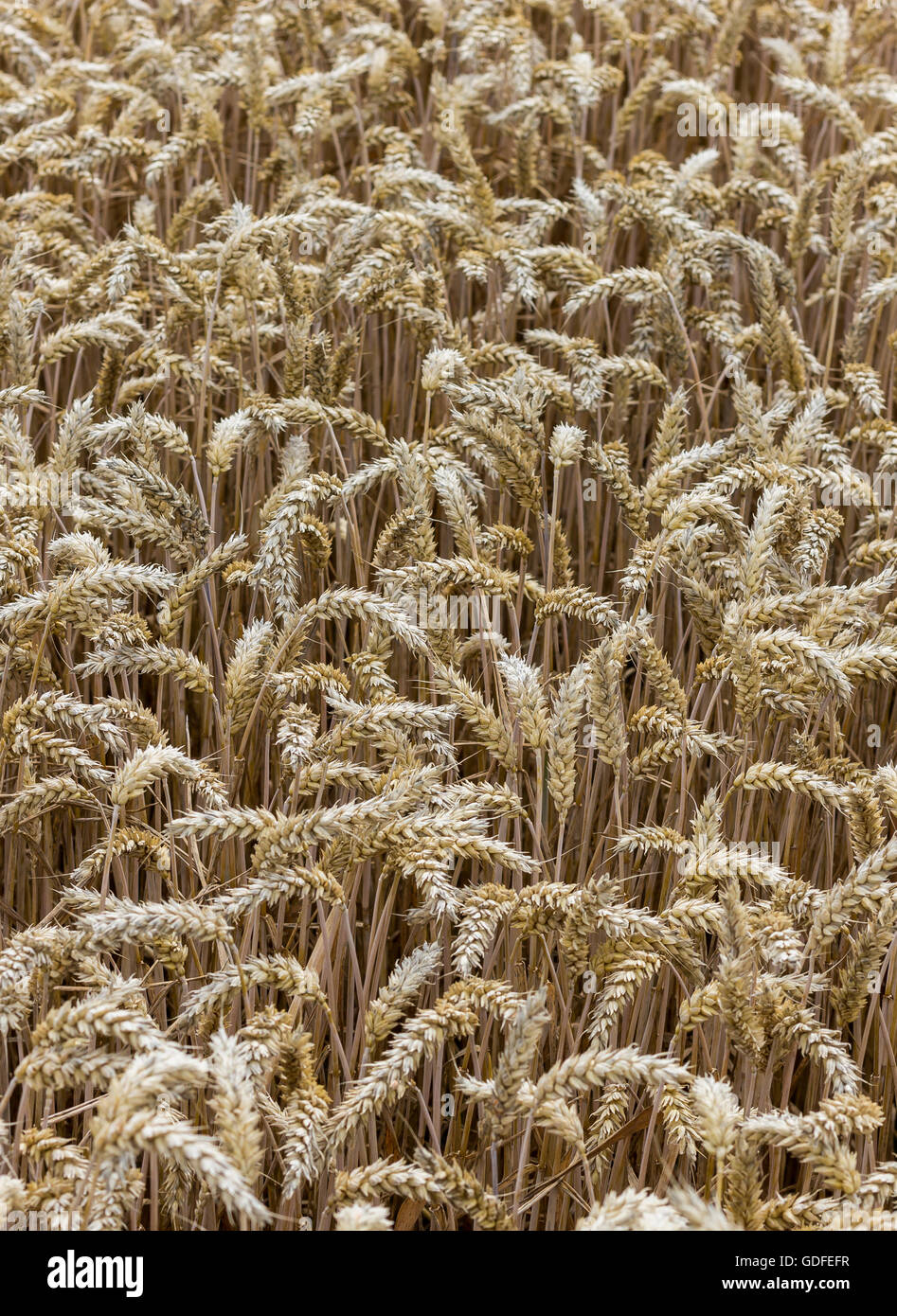 A field of grain, to be harvested Stock Photo - Alamy