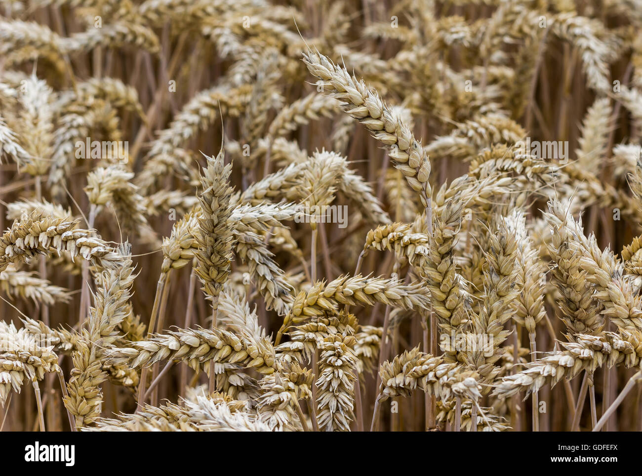 Outside grain hi-res stock photography and images - Alamy