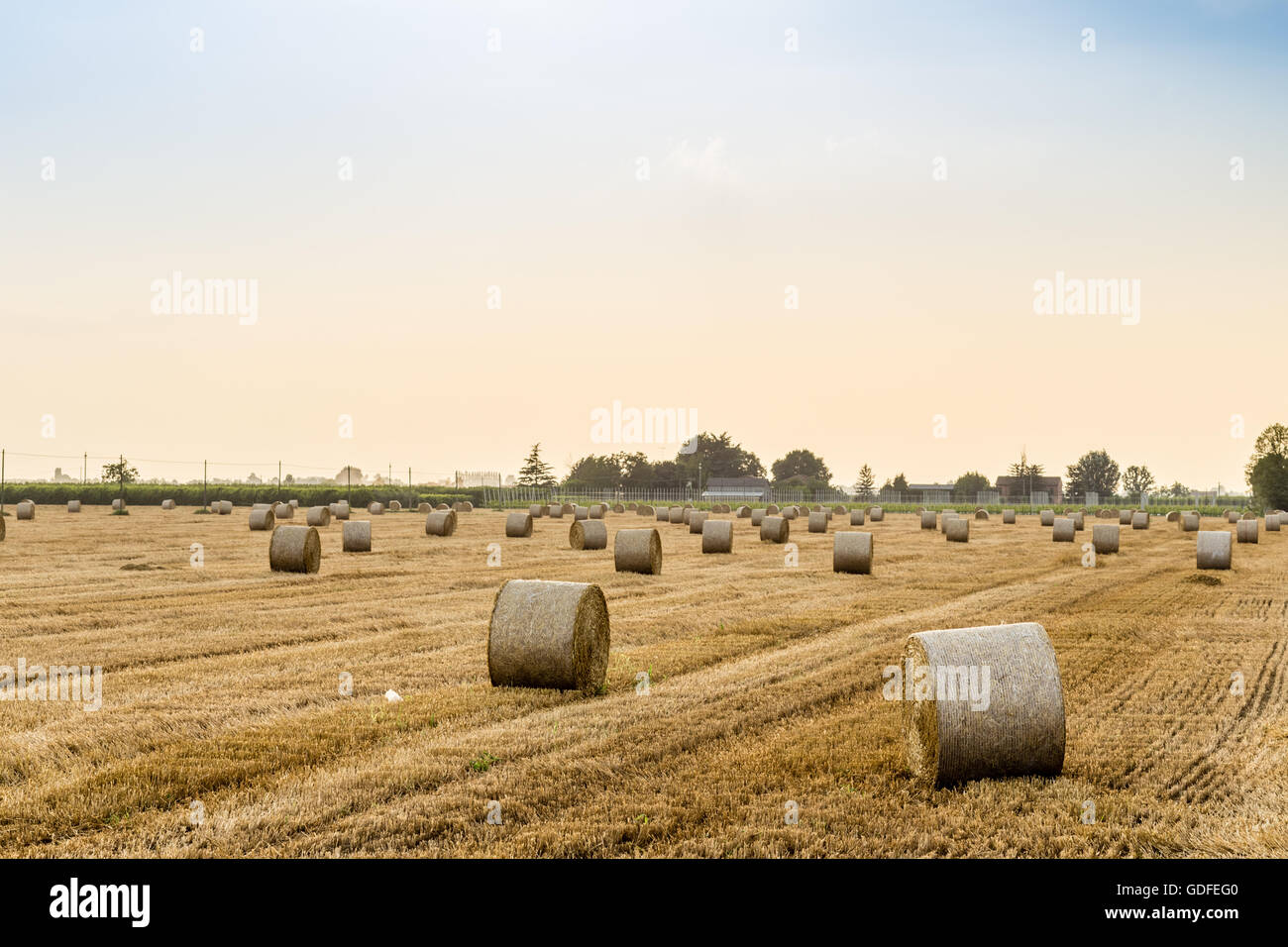 field with hay bales Stock Photo - Alamy