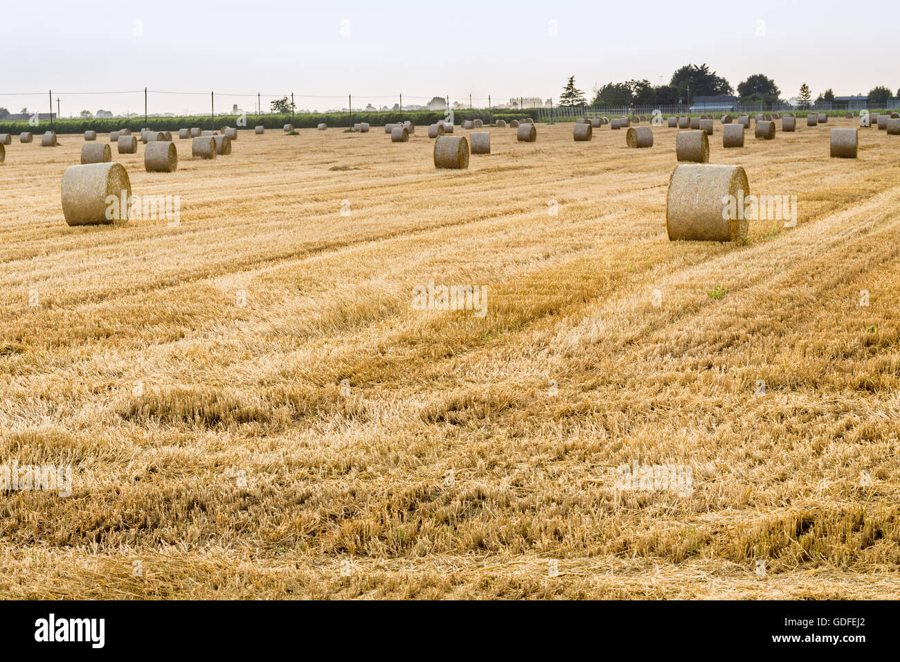 field with hay bales Stock Photo - Alamy