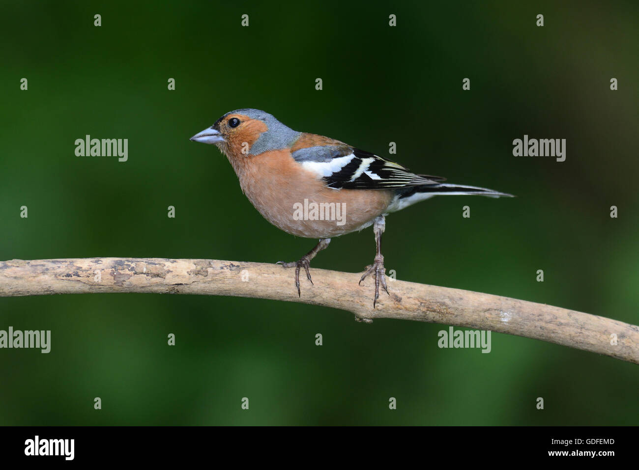 British chaffinches hi-res stock photography and images - Alamy