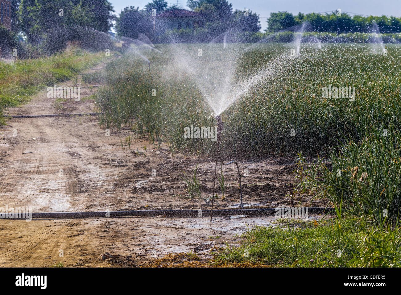 Sprinklers irrigating cultivated green fields Stock Photo - Alamy