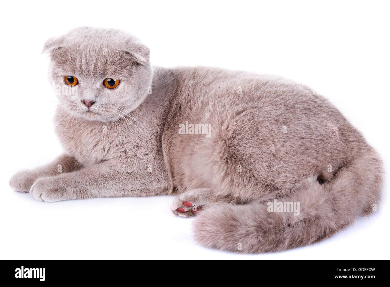 Scottish fold cat grey on white background Stock Photo - Alamy