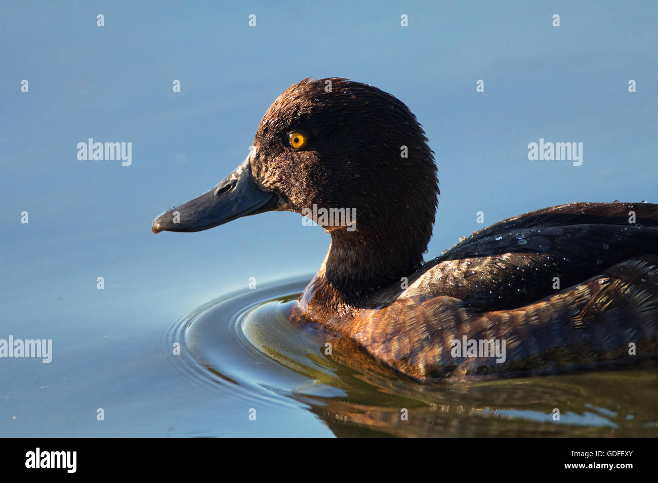 Serene duck hi-res stock photography and images - Alamy