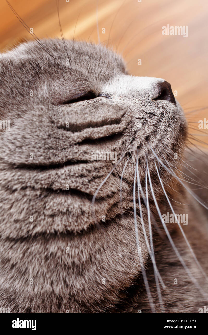 Fluffy grey british cat hi-res stock photography and images - Alamy