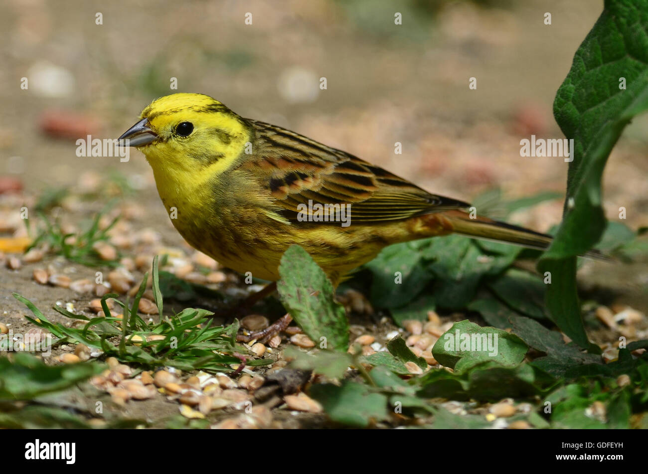 Yellowhammers bird hi-res stock photography and images - Alamy