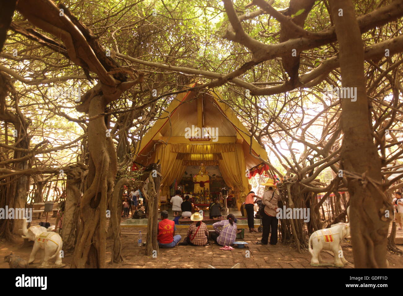 a temple at the Sai ngam is thailands oldest Banyan Tree in the town of ...