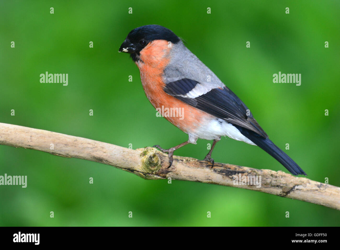 Bull finch hi-res stock photography and images - Alamy
