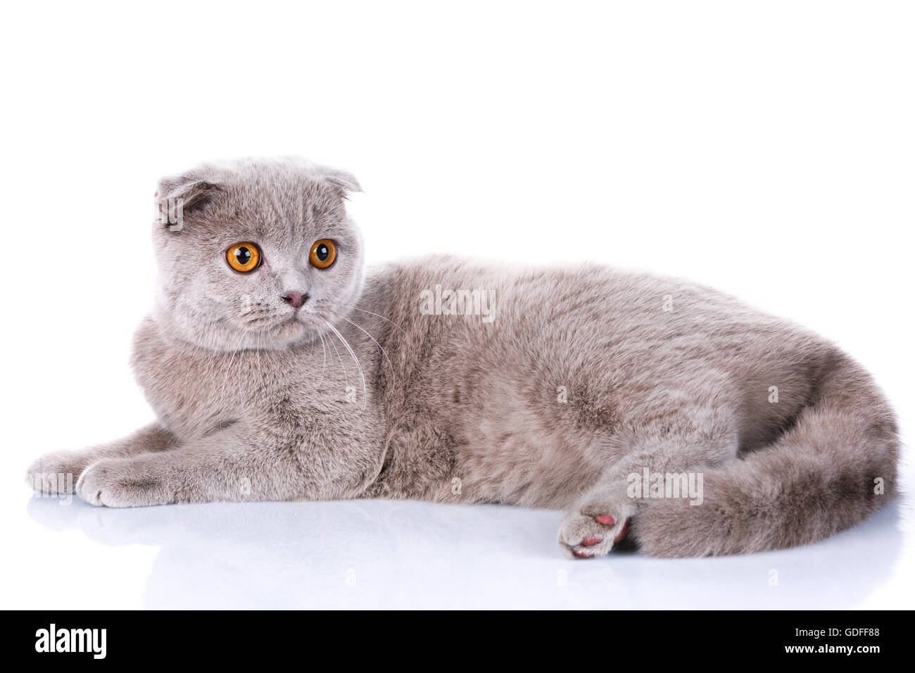 Scottish fold cat grey on white background Stock Photo - Alamy