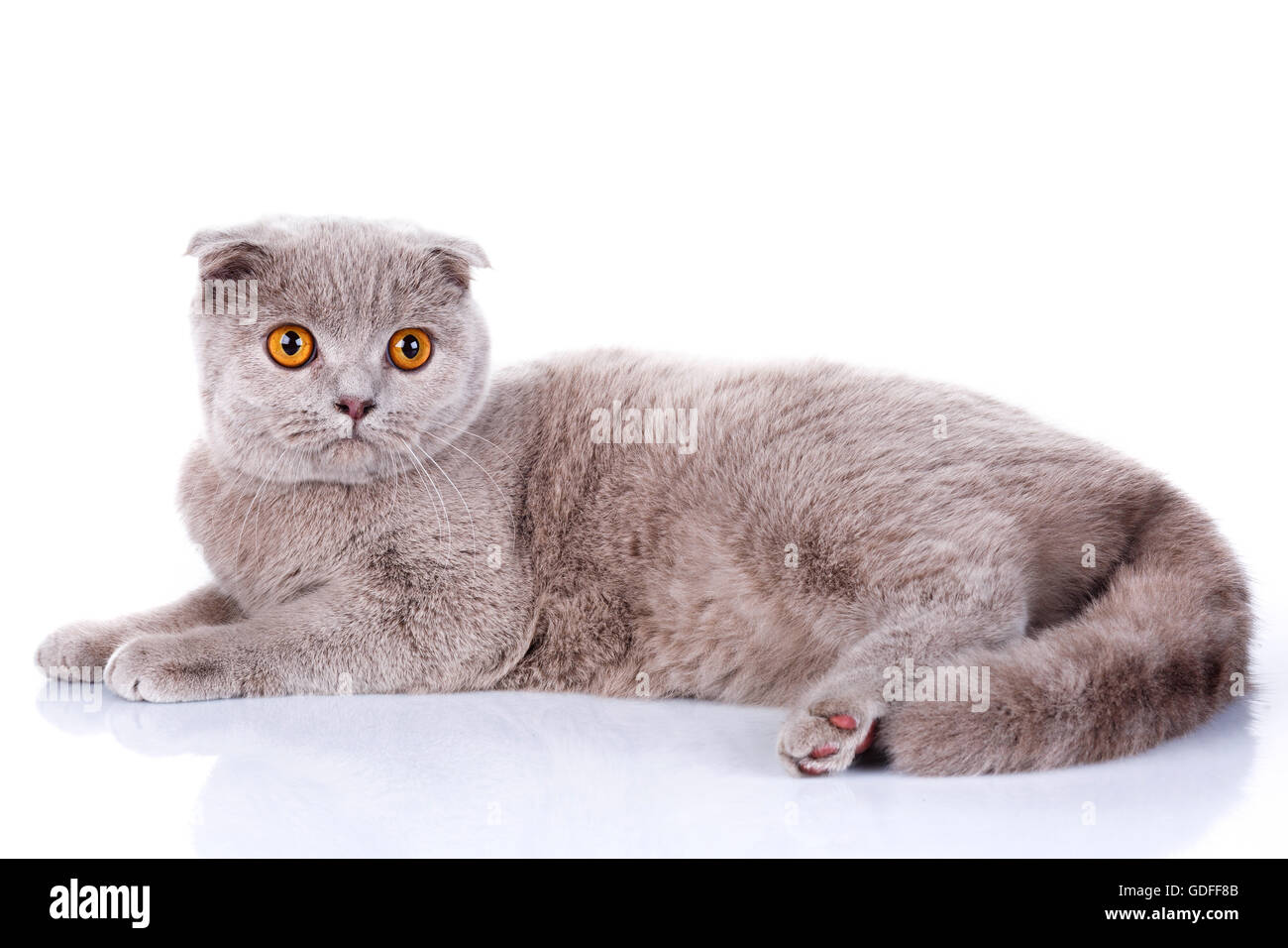 Scottish fold cat grey on white background Stock Photo - Alamy