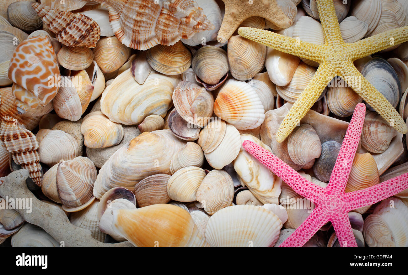 sea shells background.Starfish Stock Photo - Alamy