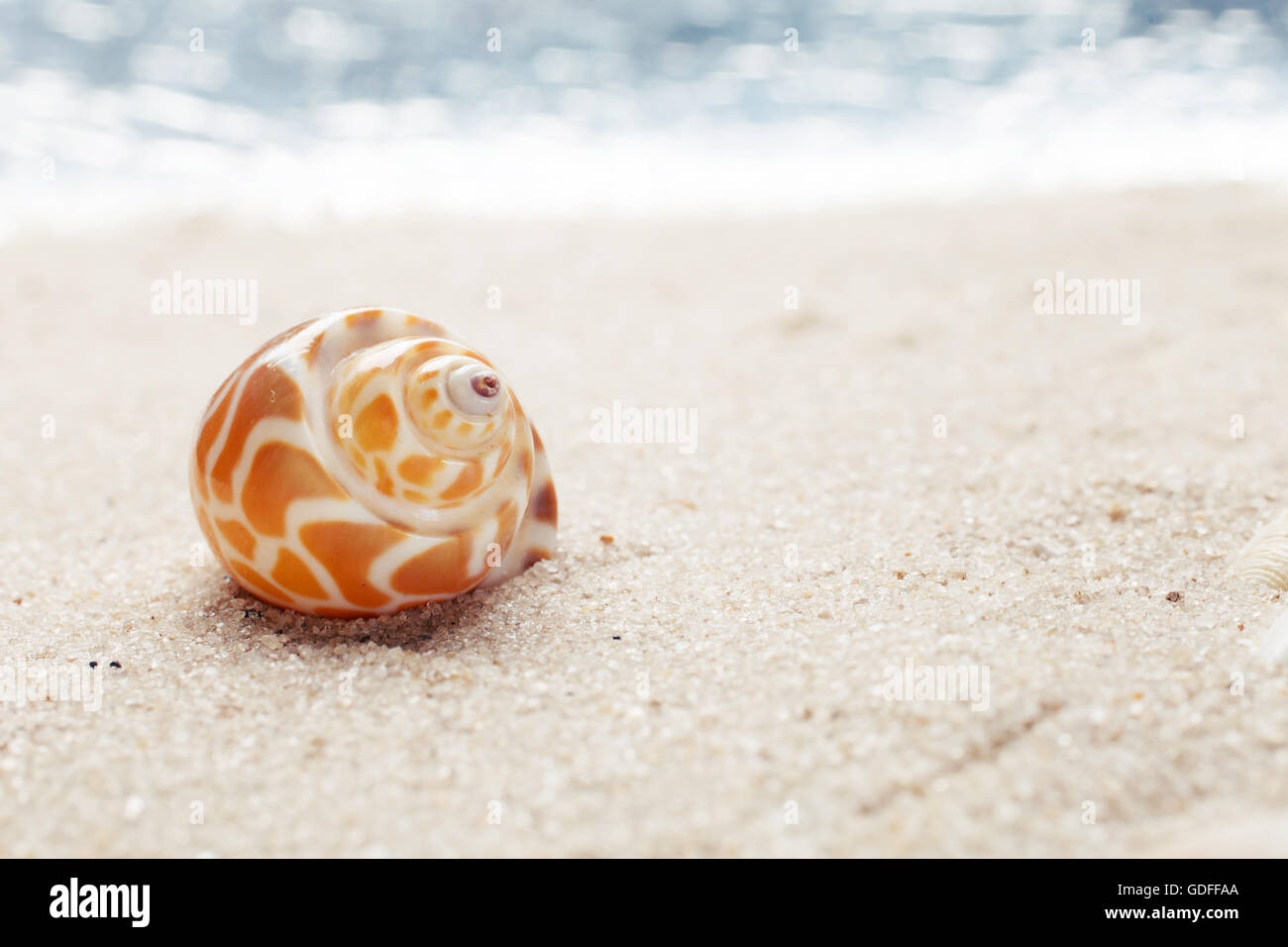 Sea shell pattern hi-res stock photography and images - Alamy