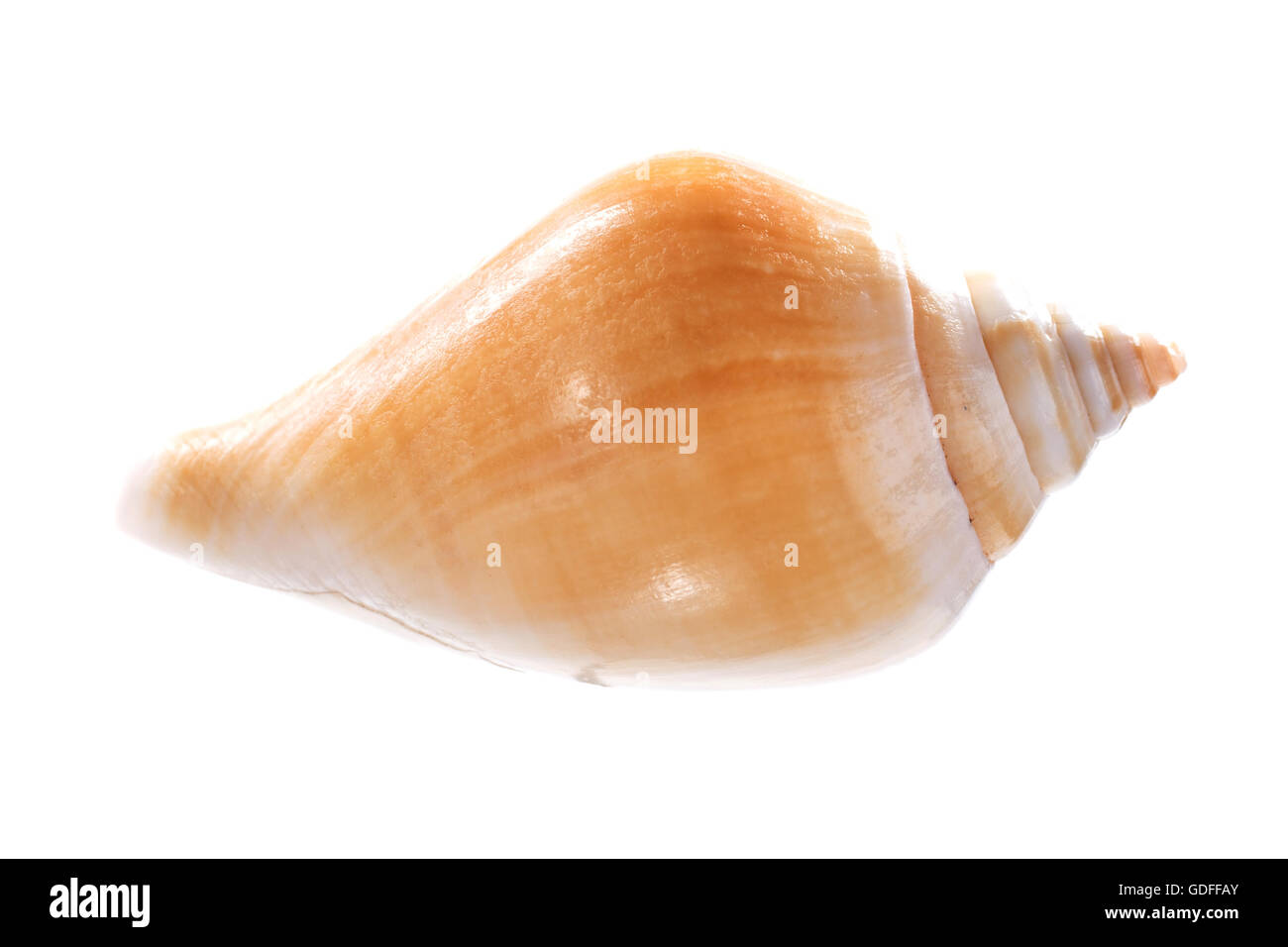 Sea shell isolated on white background Stock Photo - Alamy