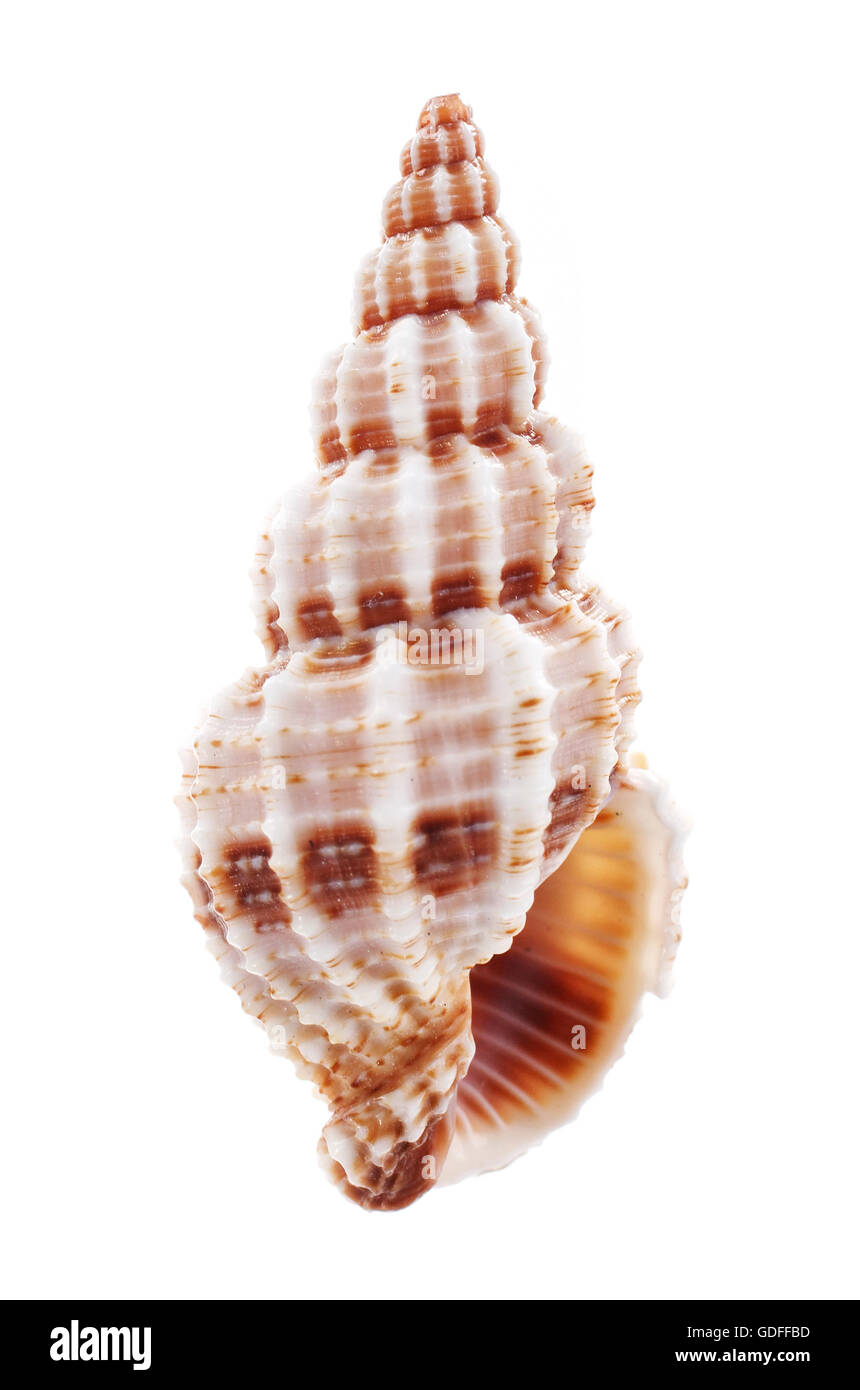 Sea shell isolated on white background Stock Photo - Alamy