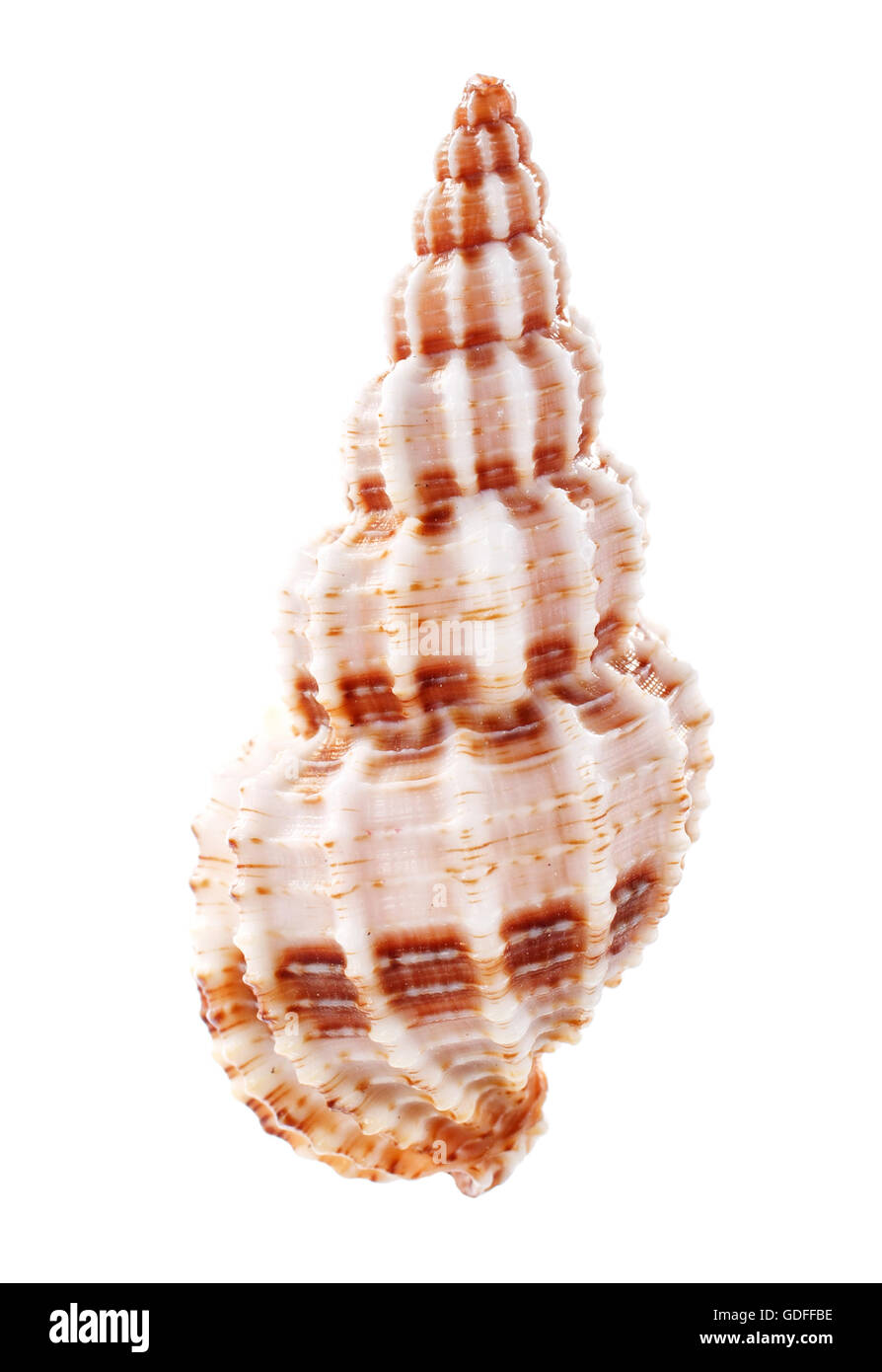 Sea shell isolated on white background Stock Photo - Alamy