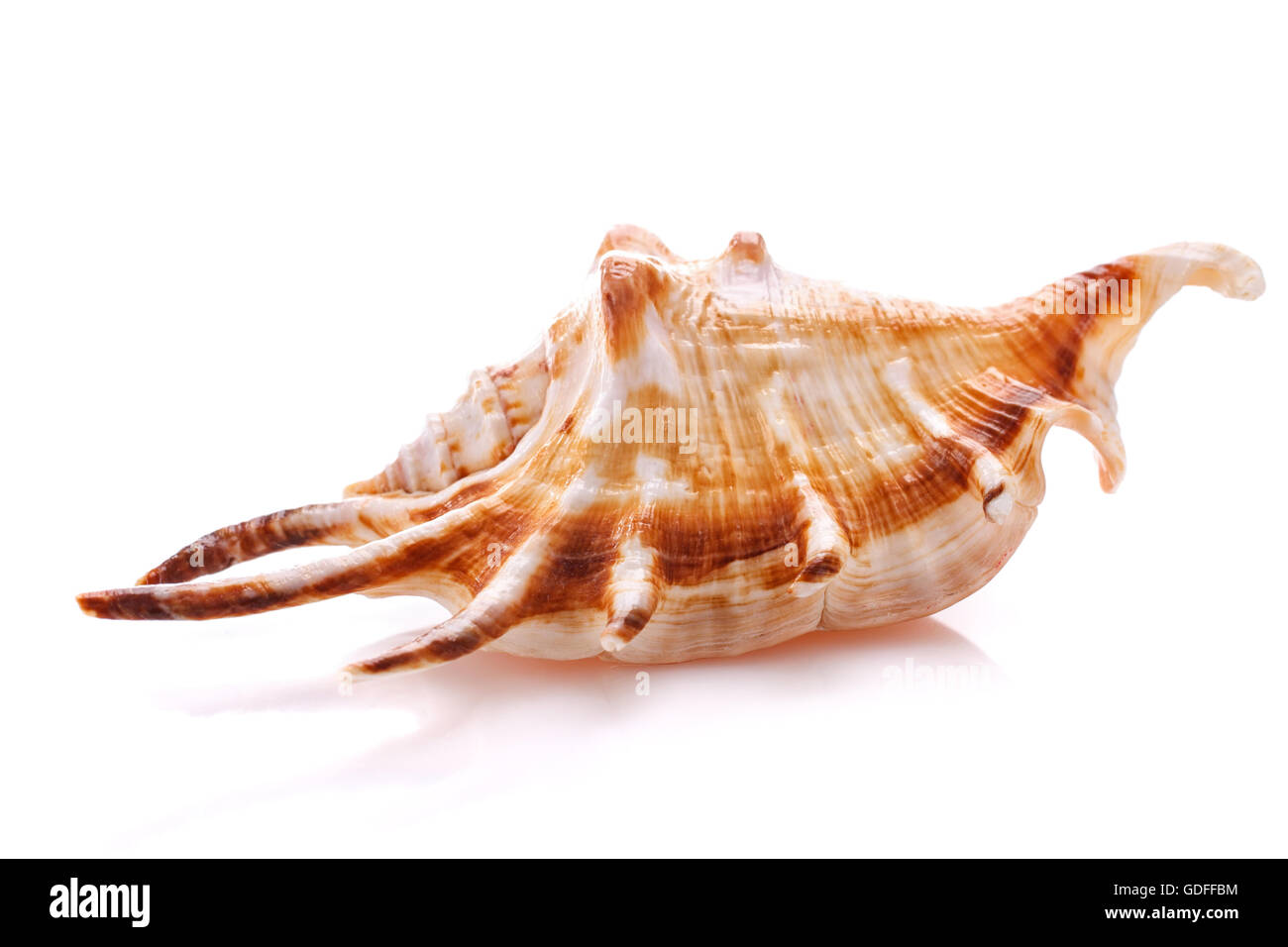 Sea shell isolated on white background Stock Photo - Alamy